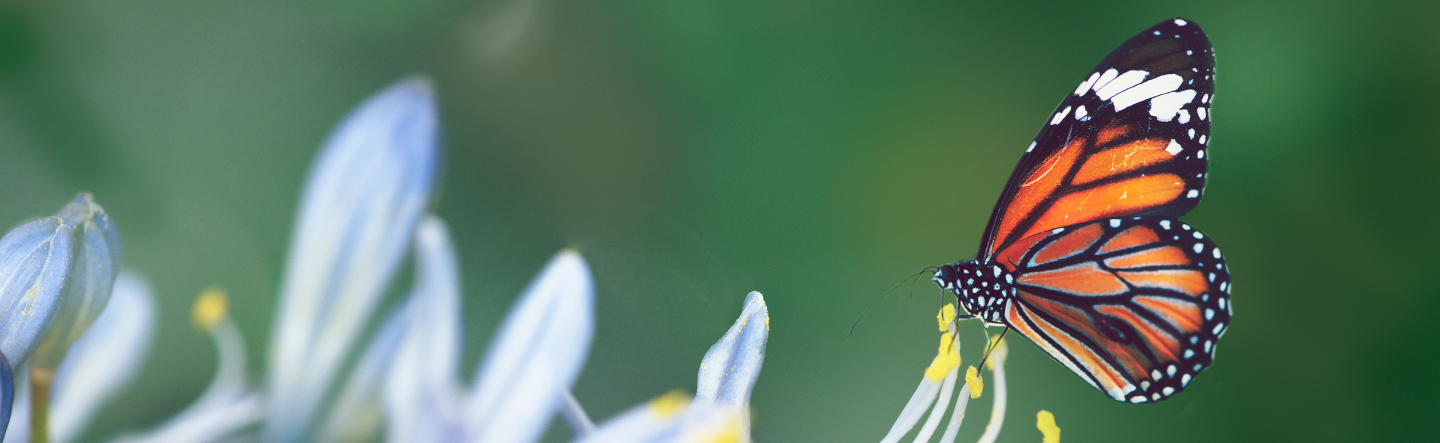 Planning an SAP S/4HANA System Conversion