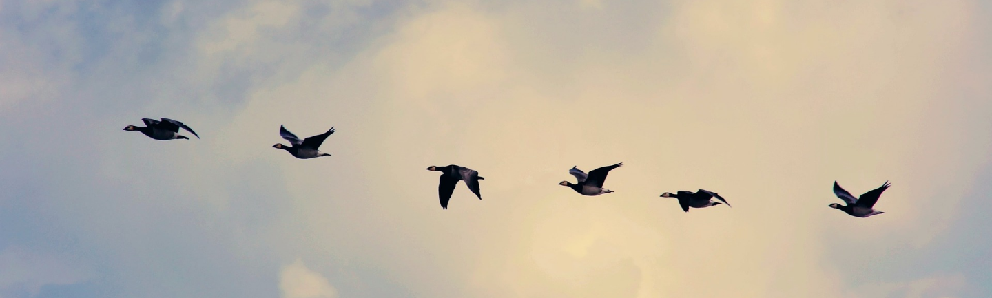 SAP S/4HANA Migration with SAP Activate: The Prepare Phase